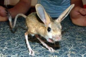 Desert Animals: 34 Animals That Thrive In The Desert