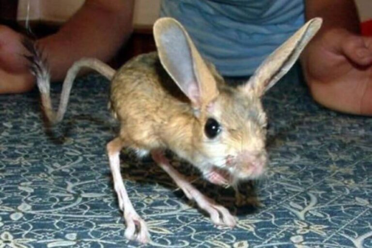 Desert Animals: 34 Animals That Thrive In The Desert