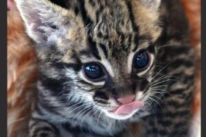 Baby Ocelots: Everything To Know About Ocelot Kittens