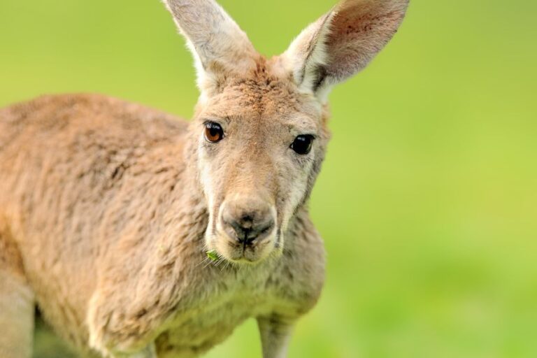 How Strong Are Jacked Kangaroos? (Strength Comparison)