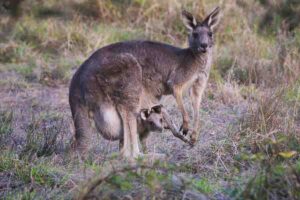 Kangaroo Lifespan: How Long Do Kangaroos Live?
