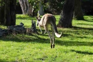 How High & Far Can Kangaroos Jump? (How They Do It)