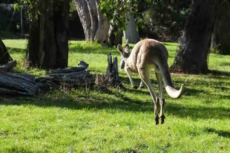 How Strong Are Jacked Kangaroos? (Strength Comparison)