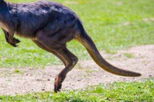 How High & Far Can Kangaroos Jump? (How They Do It)