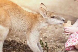 Are Kangaroos Dangerous? How They Attack People & Pets