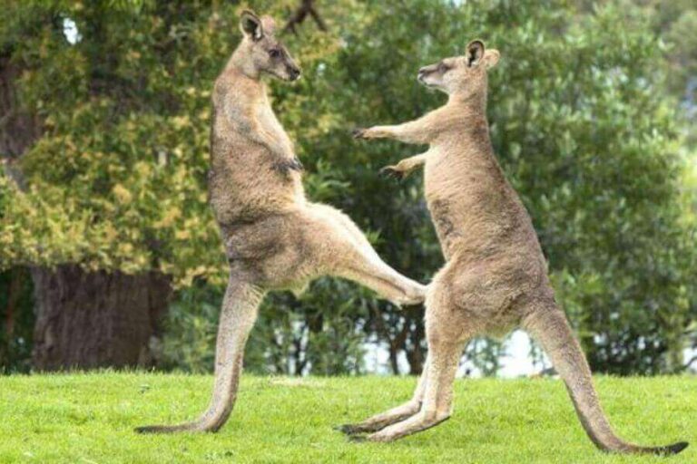 Are Kangaroos Dangerous How They Attack People Pets are-kangaroos-dangerous-how-they-attack-people-pets