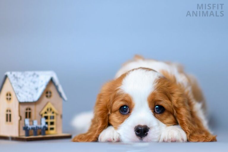 Cavalier King Charles Spaniel Size: Growth & Size Chart