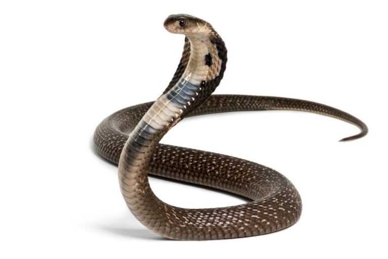 Stealthy Animals: 21 Sneaky Animals That Master Camouflage