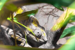 Animals With The Shortest Lifespan: 17 Short-Lived Animals