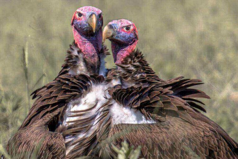 Desert Animals: 34 Animals That Thrive In The Desert