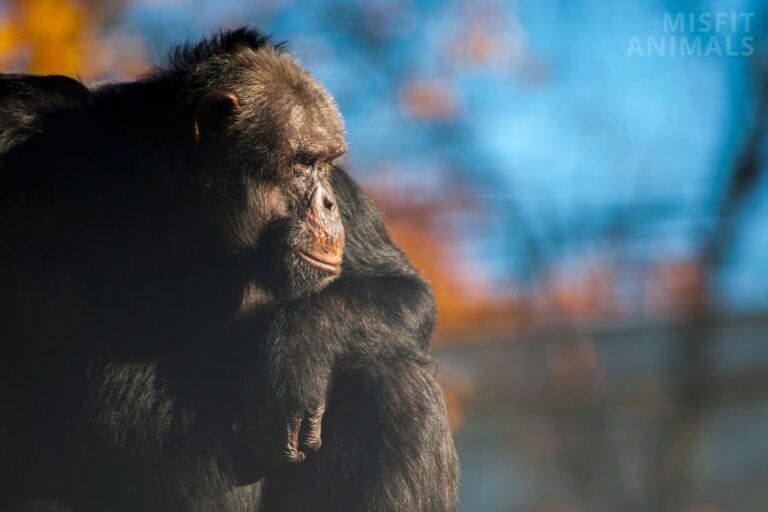 List Of Mammals: What Mammals Are & The 15 Most Common