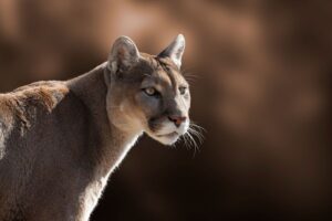 Male Vs. Female Mountain Lion: Key Differences Explained