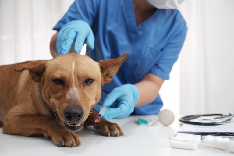 Red Bumps On Dogs’ Skin: 5 Causes & Treatment
