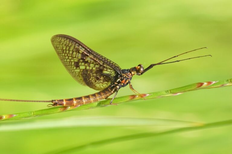 Animals With The Shortest Lifespan: 17 Short-Lived Animals