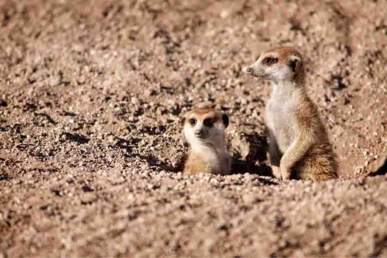 Desert Animals: 34 Animals That Thrive In The Desert