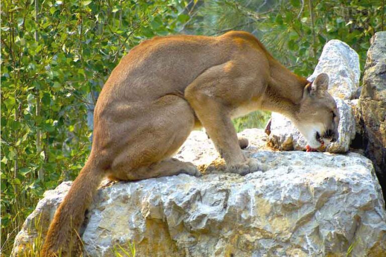Baby Mountain Lion: What They’re Called, Facts, & Images