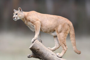 Mountain Lion Size Comparison: How Big Are They Really?