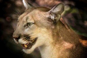 Mountain Lion Signs & Prints: How To Spot Their Tracks