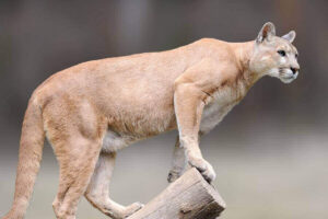 Mountain Lion Vs. Lion: 11 Key Differences | Misfit Animals