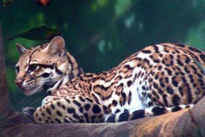 Ocelot (Leopardus Pardalis) Facts: Habitat, Behavior, & More