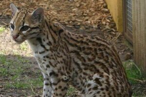 Ocelot (Leopardus Pardalis) Facts: Habitat, Behavior, & More