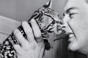 Are Ocelots Dangerous & Do They Attack? (How To Handle It)