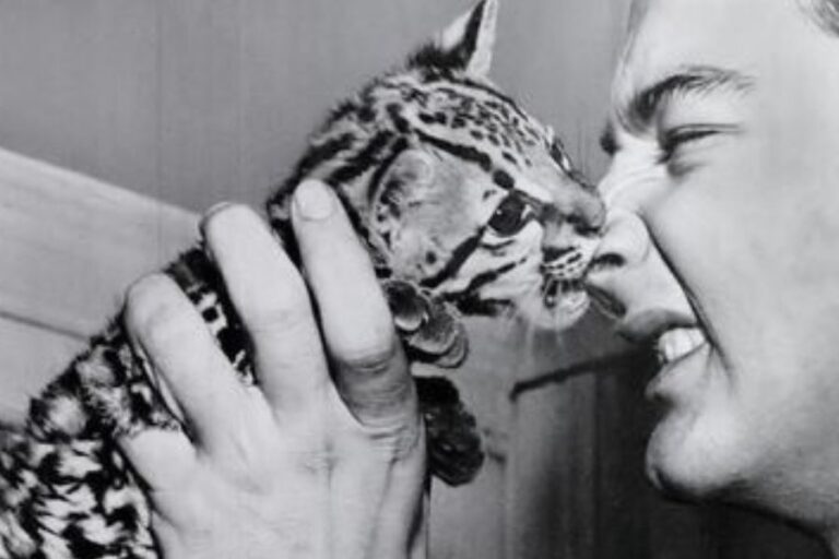 Are Ocelots Dangerous & Do They Attack? (How To Handle It)