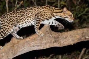 Are Ocelots Dangerous & Do They Attack? (How To Handle It)