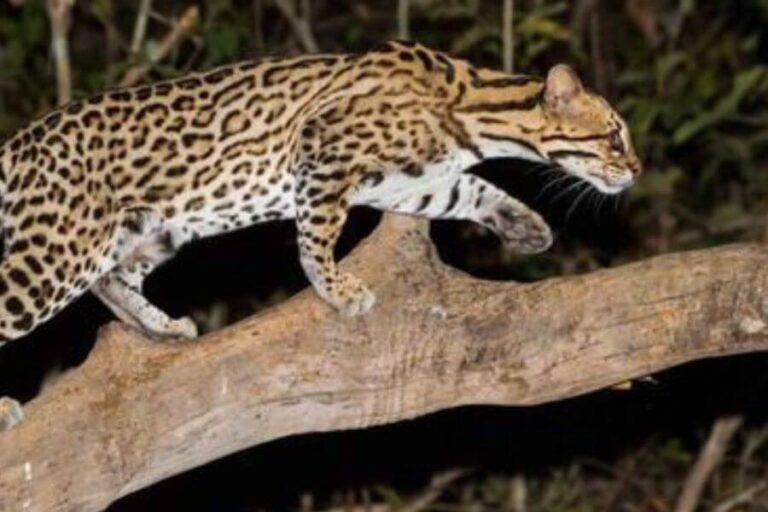 Are Ocelots Dangerous & Do They Attack? (How To Handle It)