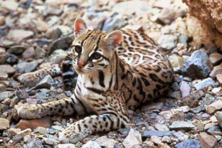 Ocelot (Leopardus Pardalis) Facts: Habitat, Behavior, & More