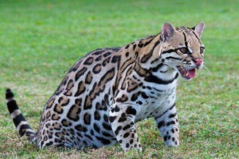 Ocelot (Leopardus Pardalis) Facts: Habitat, Behavior, & More