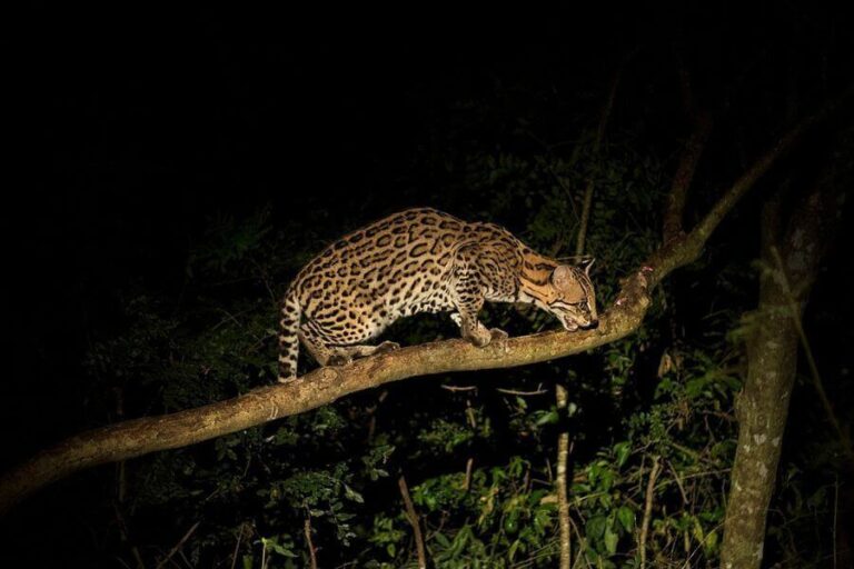 Ocelot (Leopardus Pardalis) Facts: Habitat, Behavior, & More