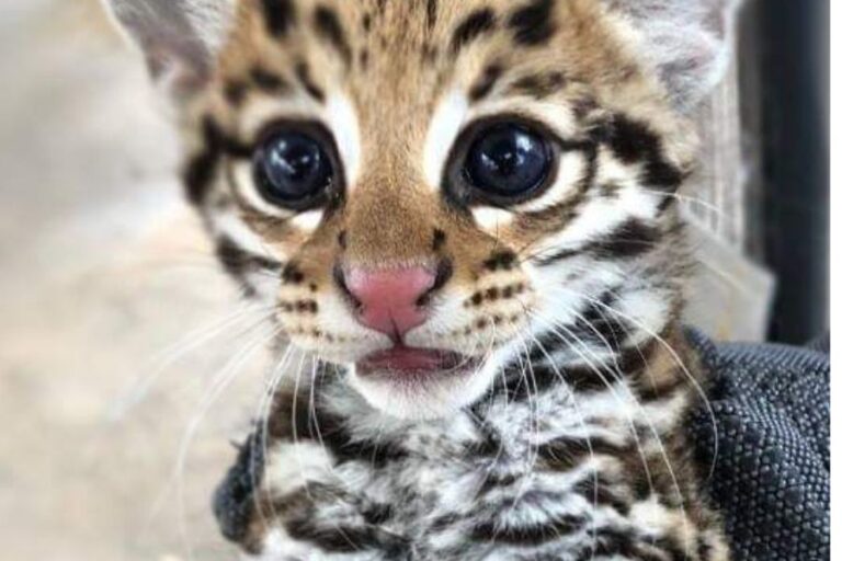 Ocelot (Leopardus Pardalis) Facts: Habitat, Behavior, & More