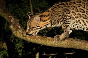 Are Ocelots Dangerous & Do They Attack? (How To Handle It)