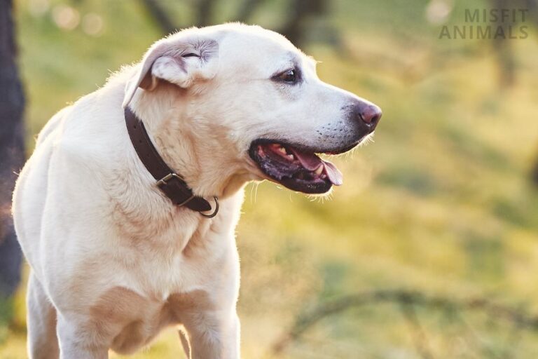 Pink Spots On Dogs’ Lips: 11 Causes & What To Do About It