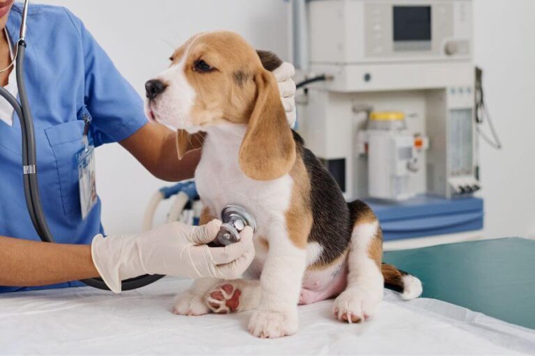 Why Is My Puppy Whining On Walks? (7 Reasons & How To Stop It)