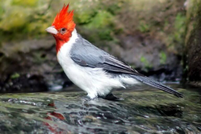 Hawaiian Animals: 23 Most Common Animals In Hawaii