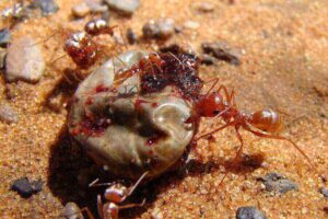 Desert Animals: 34 Animals That Thrive In The Desert
