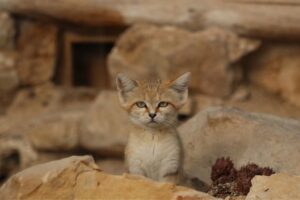 Desert Animals: 34 Animals That Thrive In The Desert