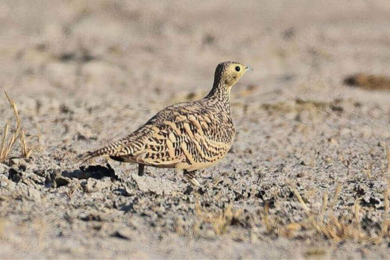 Desert Animals: 34 Animals That Thrive In The Desert