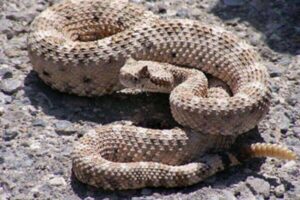 Desert Animals: 34 Animals That Thrive In The Desert