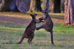 Wallaby Vs. Kangaroo: The Main Differences | Misfit Animals