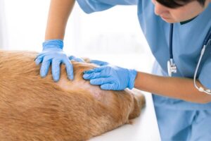 Bump On Dogs’ Back: What They Are & What To Do