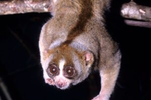 Slowest Animals In The World: 13 Of The Laziest Species