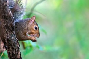 19 Omnivore Animals: Examples, Facts & Pictures