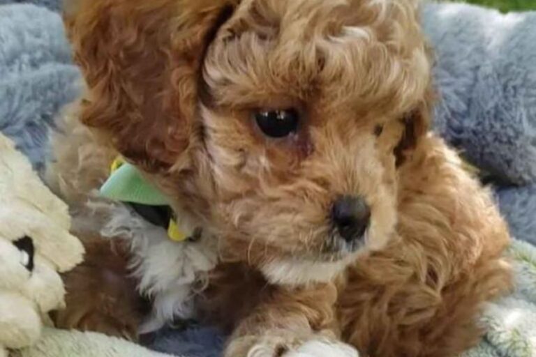 Teacup King Charles Cavalier Spaniel: Do They Exist?