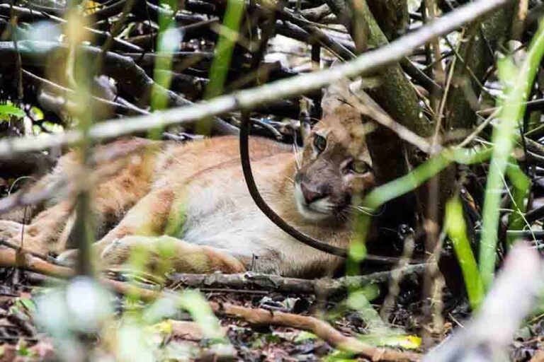 Cougar Vs. Mountain Lion Vs. Puma: Is There A Difference?