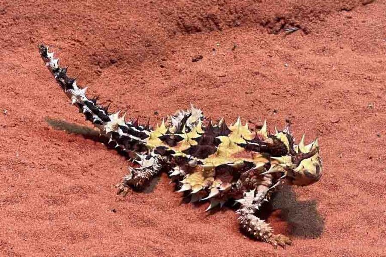 Desert Animals: 34 Animals That Thrive In The Desert