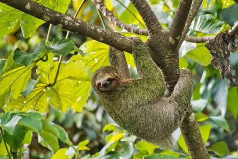 Slowest Animals In The World: 13 Of The Laziest Species