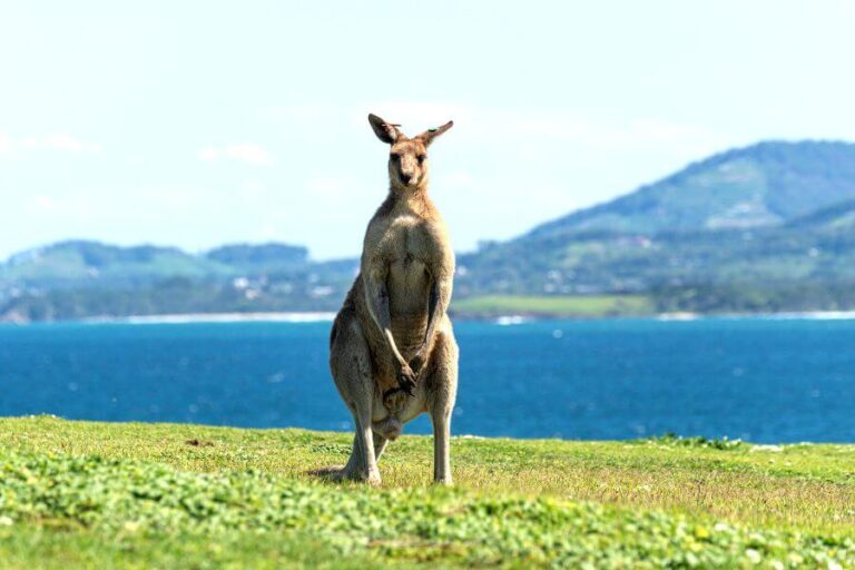 Wallaby Vs. Kangaroo: The Main Differences | Misfit Animals